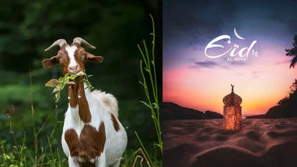 Bakrid 2025 Reason Why Animals Like Goats Are Sacrificed On Eid Al Adha ...