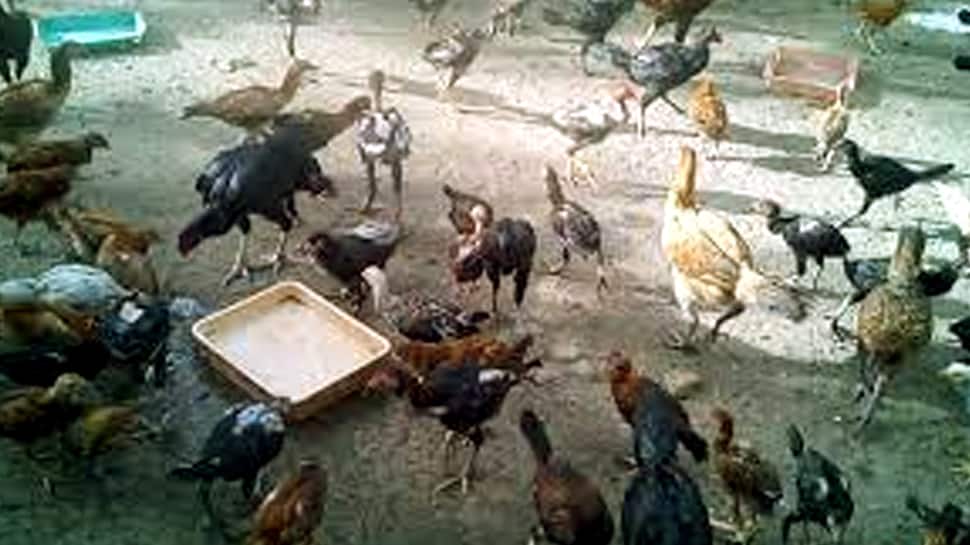 How To Apply For Free Nattu Kozhi Pannai Tamil Nadu Government Provides ...