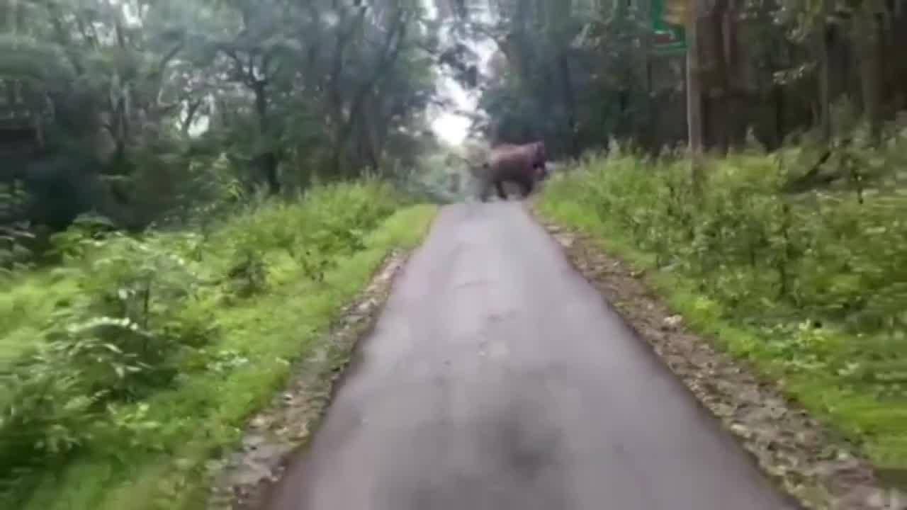 mother elephant came to protect her calf An incident that left tourists ...
