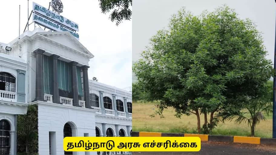 Conocarpus Tree Is Dangerous: Tamil Nadu Government Warns Public to ...