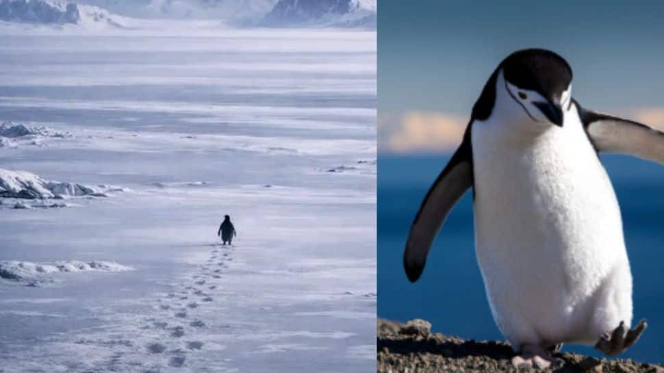 Nihilist Penguin Viral Meme Explained Reason Why That Bird Went Alone ...