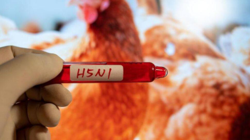 Bird Flu Latest Update Minister Ma Subramanian Warns Against Half Boil ...