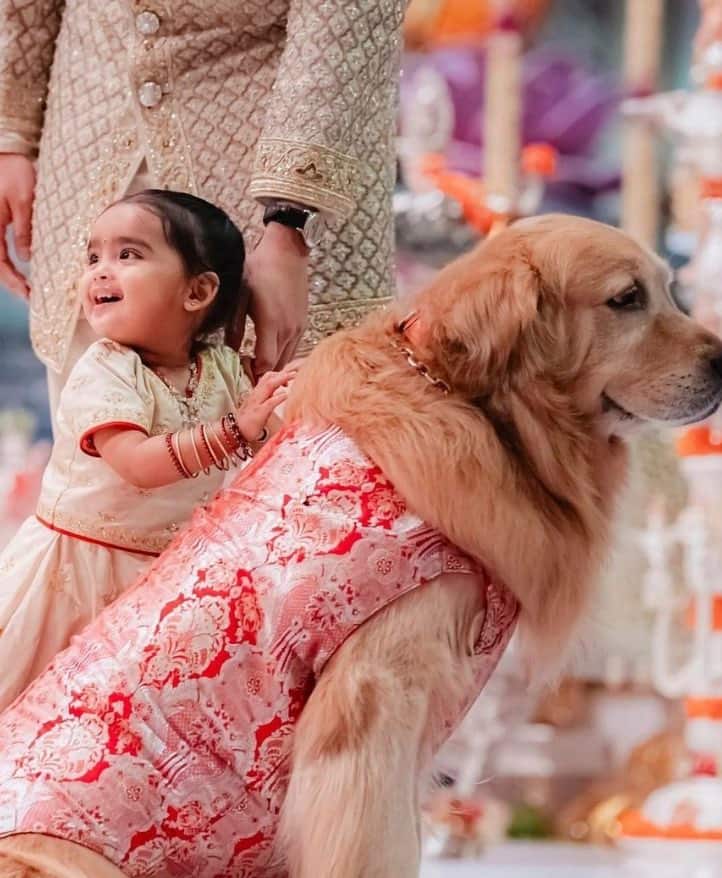 Anand Ambani's Pet Dog Travels in a Rs 3 Crore Mercedes-Benz G400d ...