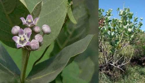 calotropis leaves in tamil