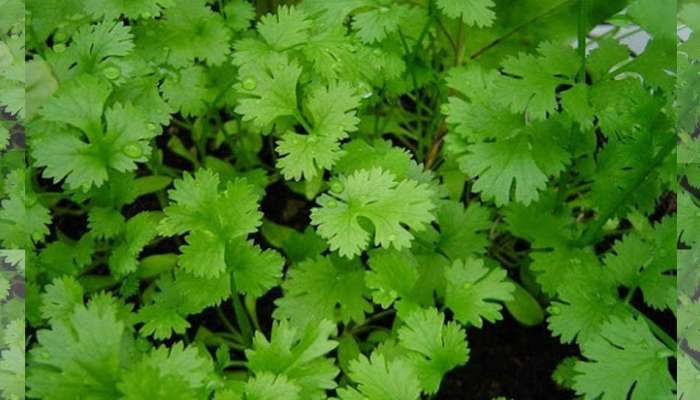 Medicinal properties of Coriander, which is the great remedy for ...