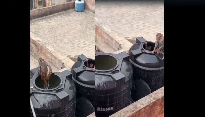 Watch Viral Video of Monkeys having cool dip in summer | Viral Video ...