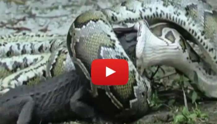 Scary Python Video: Python Swallows Crocodile, Video Viral | முதலையை ...