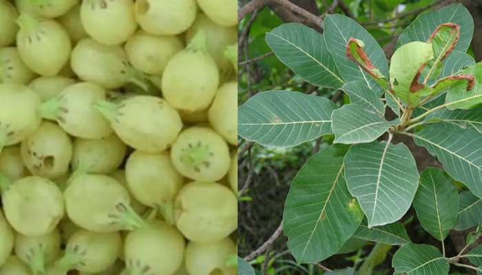 Sacred Tree Iluppai Gives Enormous Benefits To Human மகத்தான நன்மைகளை அளிக்கும் இலுப்பை மரம்