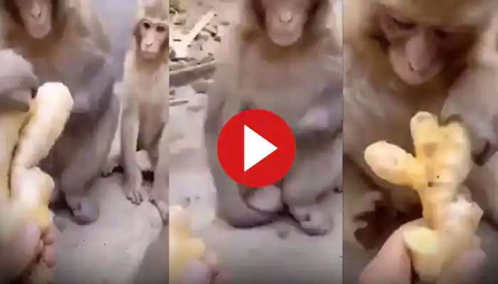Monkey Eating Ginger Video | இஞ்சி தின்ற குரங்கை பார்த்திருக்கிறீர்களா? இந்த வைரல் வீடியோ ல ...