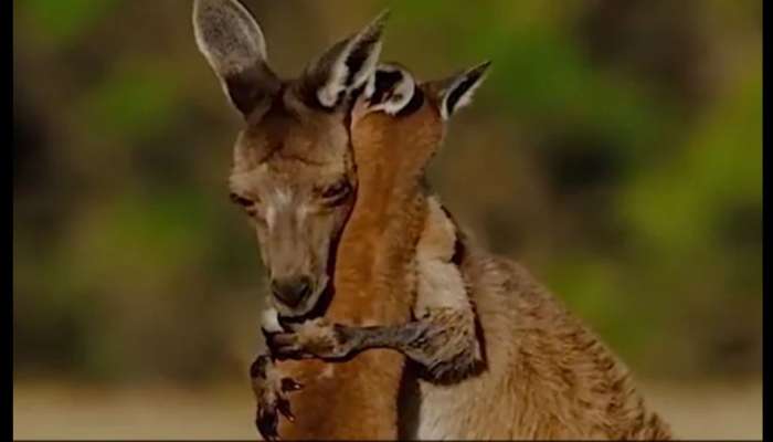 Heart Touching Video of Mother Kangaroo Hugging Her Baby | அம்மா ...