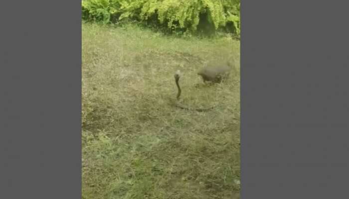 Python vs Mongoose Fight Video | விடாமல் கொத்திய பாம்பு, கடித்துக் ...