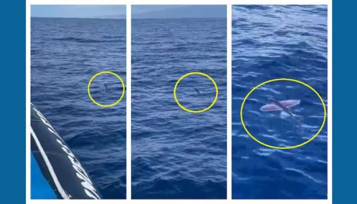 Amazing Video of Flying Fish | Viral Video: இது பறவை இல்லை சத்தியமா ...