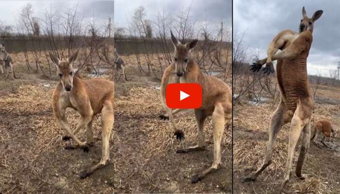 OMG Video Of Male Kangaroos Use Arms to Wrestle Away Rival Mates | பெண் ...