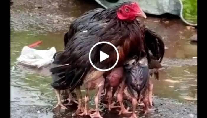 Viral video of A Hen Protecting Her Chicks from Rain | Viral Video ...