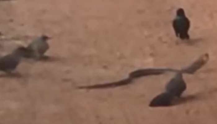 Snake Attack Birds News in Tamil, Latest Snake Attack Birds news ...
