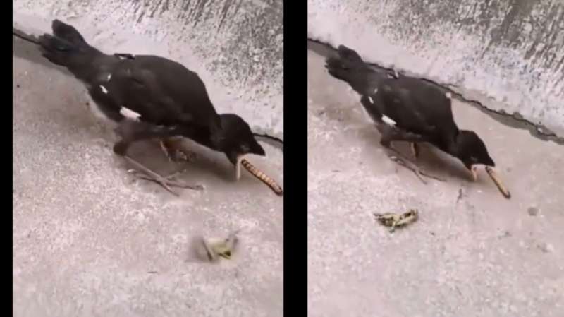 Fuuny Viral Video of Confused Baby Bird Struggling to Catch a Worm ...