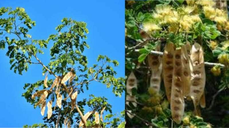 The Rare Medicinal Benefits of Vagai Tree Bark – Relief for Headache ...